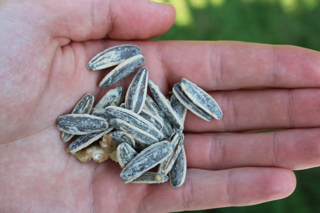 Chip's Sunflower Seeds - Vermont-Made Sunflower Seeds – Chip's Seeds